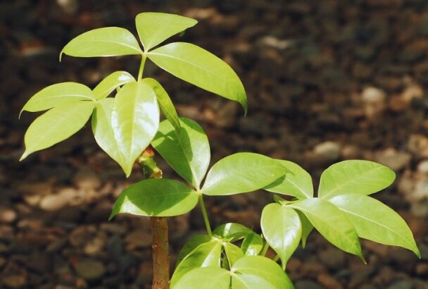 10 Secrets to Growing a Thriving Money Tree at Home - Housely