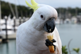 20 Insights Into Cockatoo Behavior - Housely