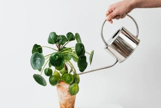 10 Secrets to Growing a Thriving Money Tree at Home - Housely