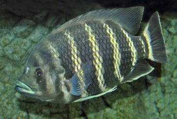 20 Colorful Fish Species Ranked by Beauty - Housely