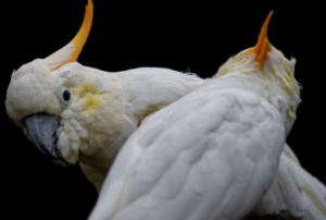 20 Insights Into Cockatoo Behavior - Housely