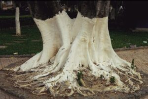 10 Reasons Why Tree Trunks Are Painted White - Housely