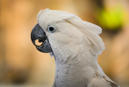 20 Insights Into Cockatoo Behavior - Housely