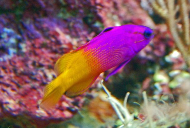20 Colorful Fish Species Ranked by Beauty - Housely