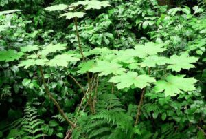 10 Plants That Native American Tribes Have Cherished For Generations - Housely