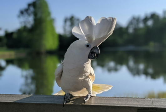 20 Insights Into Cockatoo Behavior - Housely