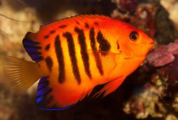20 Colorful Fish Species Ranked by Beauty - Housely