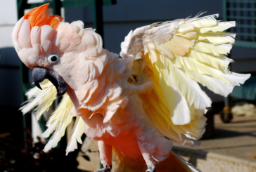 20 Insights Into Cockatoo Behavior - Housely