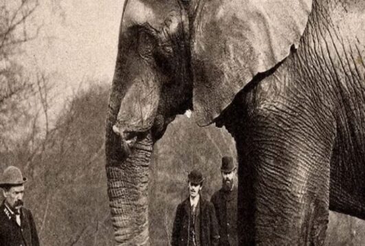 20 Most Popular Wild Animals That Ever Lived - Housely