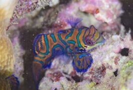 20 Colorful Fish Species Ranked by Beauty - Housely