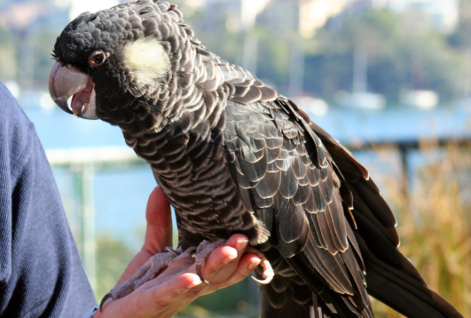 20 Insights Into Cockatoo Behavior - Housely