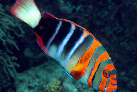 20 Colorful Fish Species Ranked by Beauty - Housely