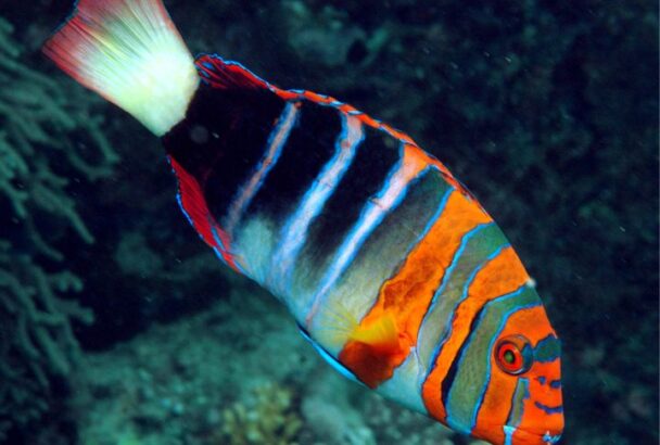 20 Colorful Fish Species Ranked by Beauty - Housely