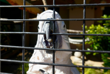 20 Insights Into Cockatoo Behavior - Housely