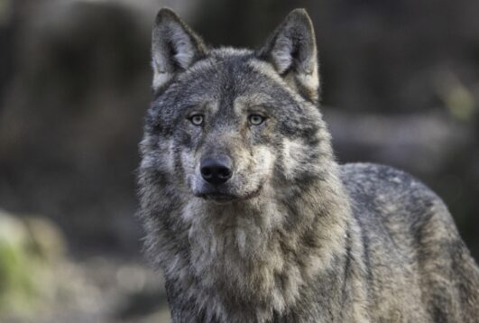 10 Things To Know About The American Black Wolf - Housely