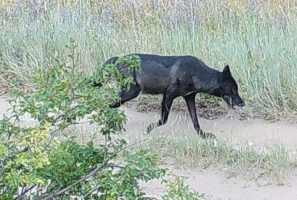 10 Things To Know About The American Black Wolf - Housely