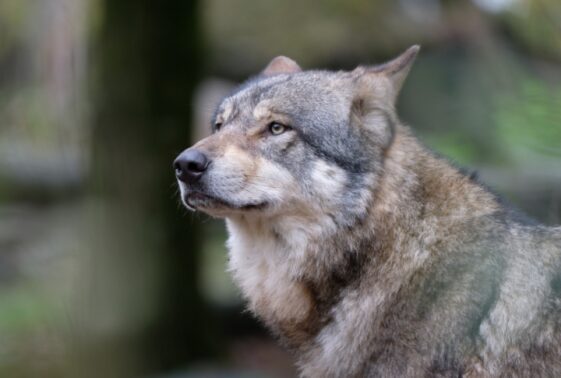 10 Things To Know About The American Black Wolf - Housely