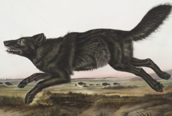 10 Things To Know About The American Black Wolf - Housely