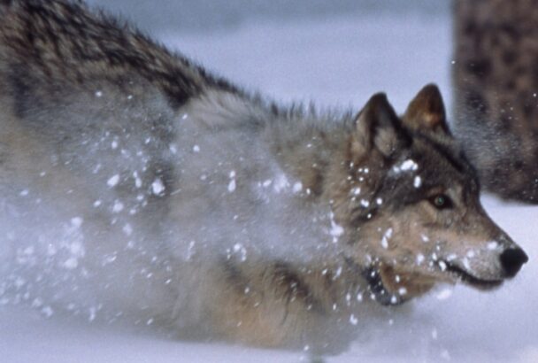 10 Things To Know About The American Black Wolf - Housely