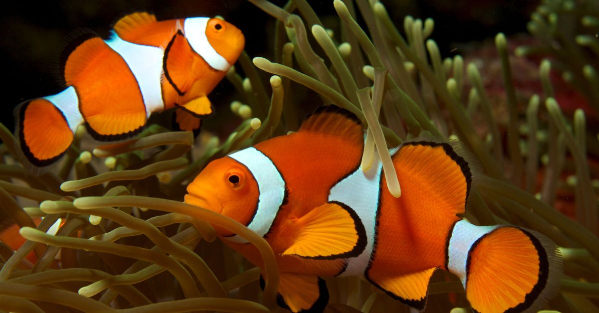 20 Colorful Fish Species Ranked by Beauty - Housely