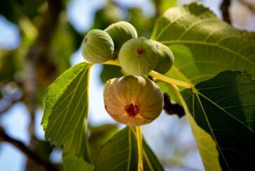 10 Effective Ways To Make Your Fig Tree Produce More Fruit - Housely