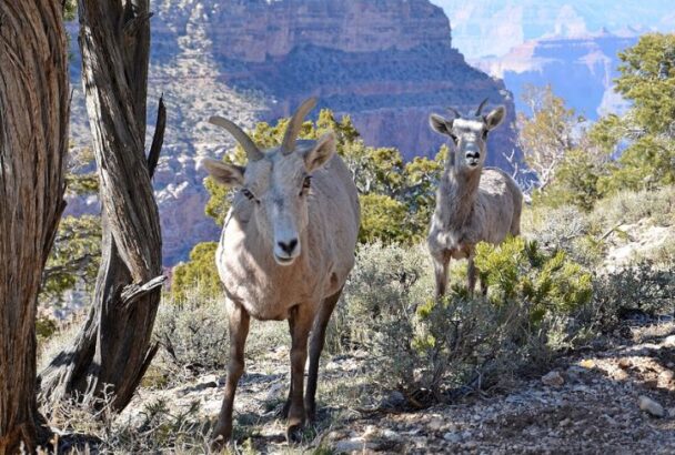 Creatures Found In The Wilderness Of The Grand Canyon - Housely