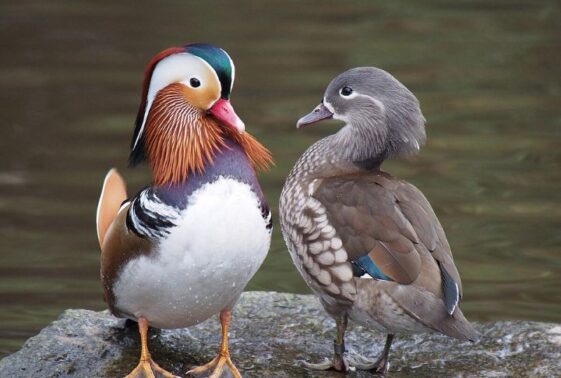 10 Adorable Duck Varieties That Will Melt Your Heart - Housely