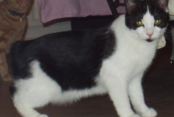 10 Cat Breeds Known For Their Iconic Tuxedo Coats - Housely