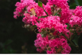 10 Garden Plants That Stand Out Even Without Flowers - Housely