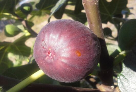 10 Effective Ways To Make Your Fig Tree Produce More Fruit - Housely