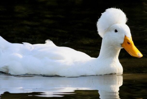 10 Adorable Duck Varieties That Will Melt Your Heart - Housely