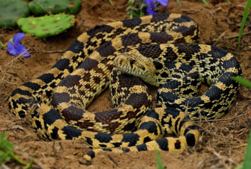 20 Of The Largest Snakes Found In Various US States - Housely
