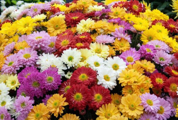 12 Flowers Linked To Each Birth Month - Housely