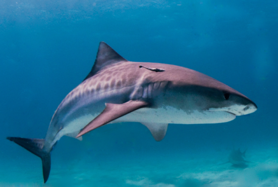 20 Of The Ocean’s Fastest Swimmers And Their Impressive Speeds - Housely