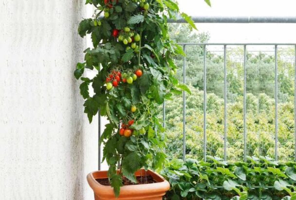 Container Gardening: 20 Edible Plants To Cultivate In A Small Space ...