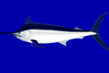 20 Of The Ocean’s Fastest Swimmers And Their Impressive Speeds - Housely