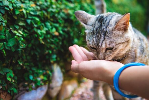 10 Things To Know When Adopting A Stray Cat - Housely