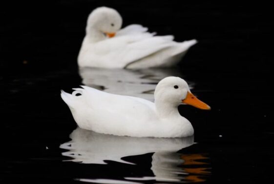 10 Adorable Duck Varieties That Will Melt Your Heart - Housely