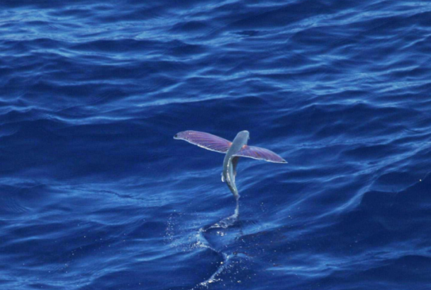 20 Of The Ocean’s Fastest Swimmers And Their Impressive Speeds - Housely