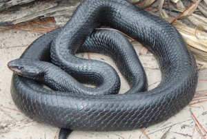 20 Of The Largest Snakes Found In Various US States - Housely