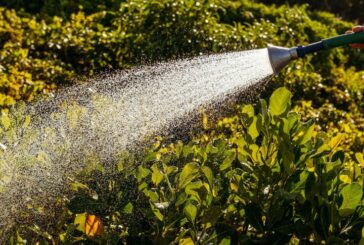 10 Effective Ways To Make Your Fig Tree Produce More Fruit - Housely