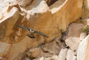 Creatures Found In The Wilderness Of The Grand Canyon - Housely