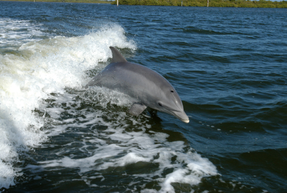 20 Of The Ocean’s Fastest Swimmers And Their Impressive Speeds - Housely