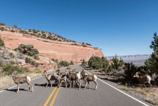 Creatures Found In The Wilderness Of The Grand Canyon - Housely