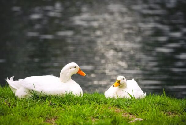 10 Adorable Duck Varieties That Will Melt Your Heart - Housely