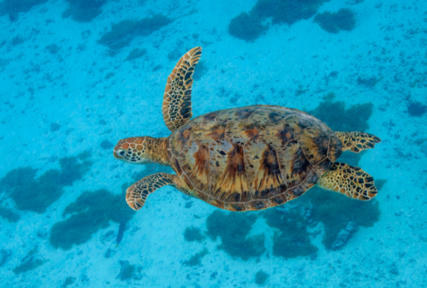 20 Of The Ocean’s Fastest Swimmers And Their Impressive Speeds - Housely