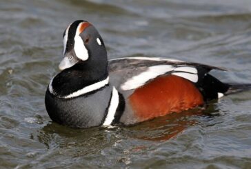 10 Adorable Duck Varieties That Will Melt Your Heart - Housely