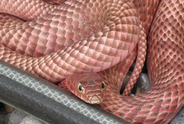 20 Of The Largest Snakes Found In Various US States - Housely