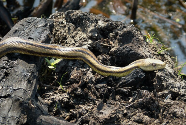 20 Of The Largest Snakes Found In Various US States - Housely