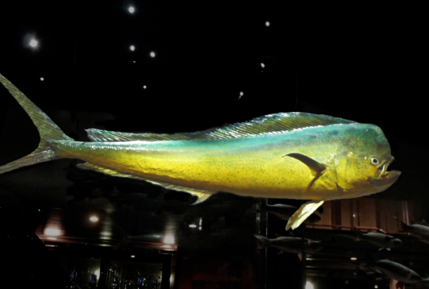 20 Of The Ocean’s Fastest Swimmers And Their Impressive Speeds - Housely